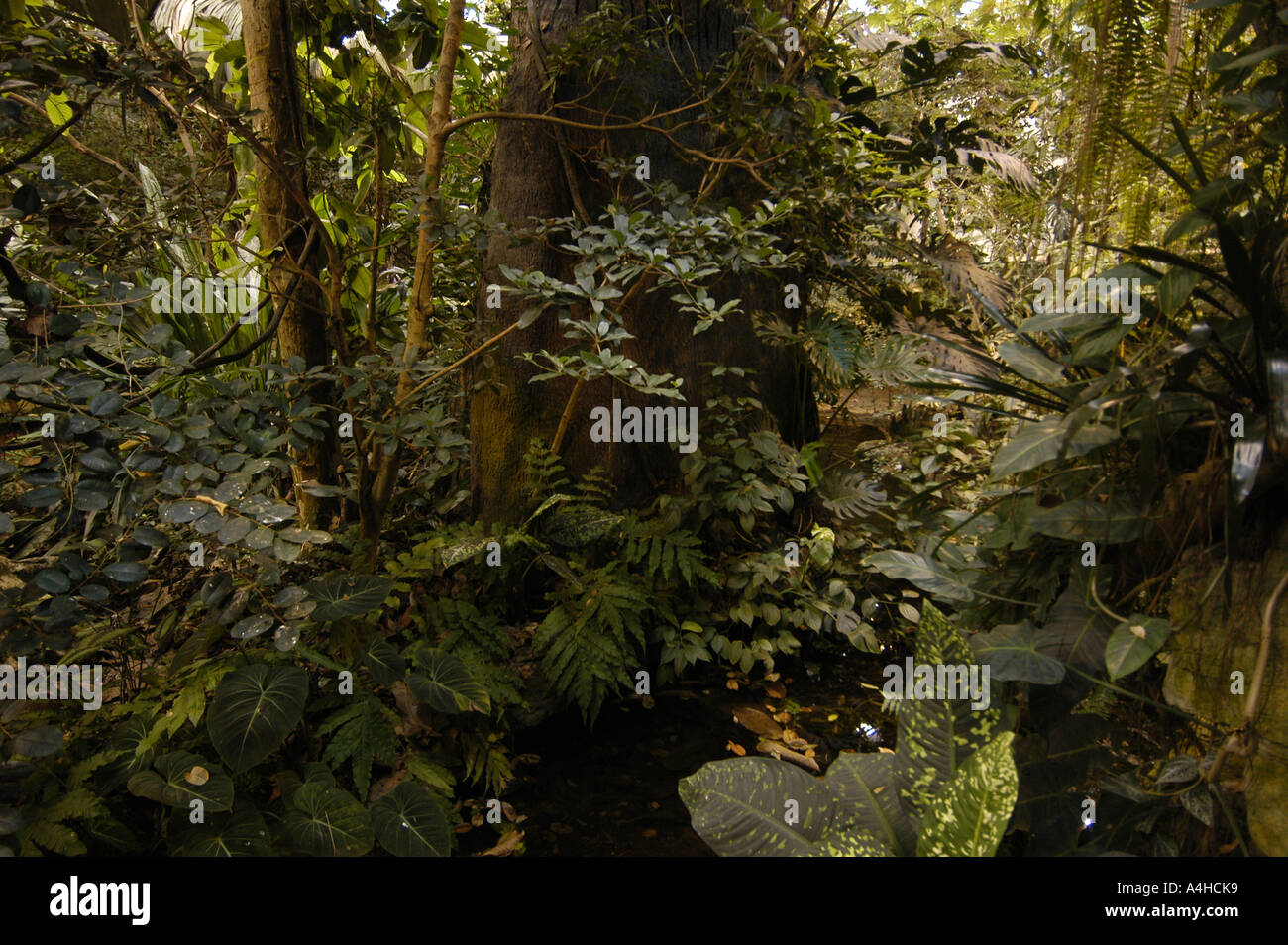 Biodome Water flows over the rocks and ferns in a display at the ...