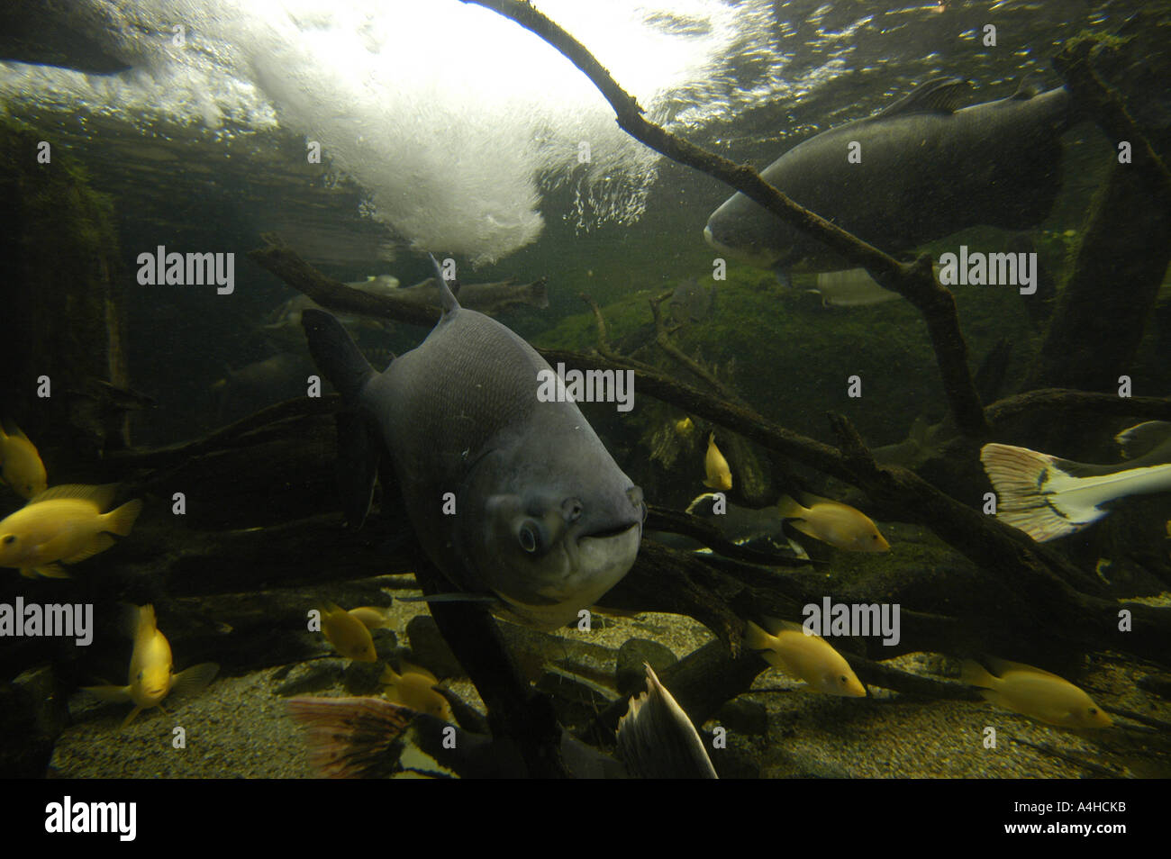 Amazon River Fish Underwater