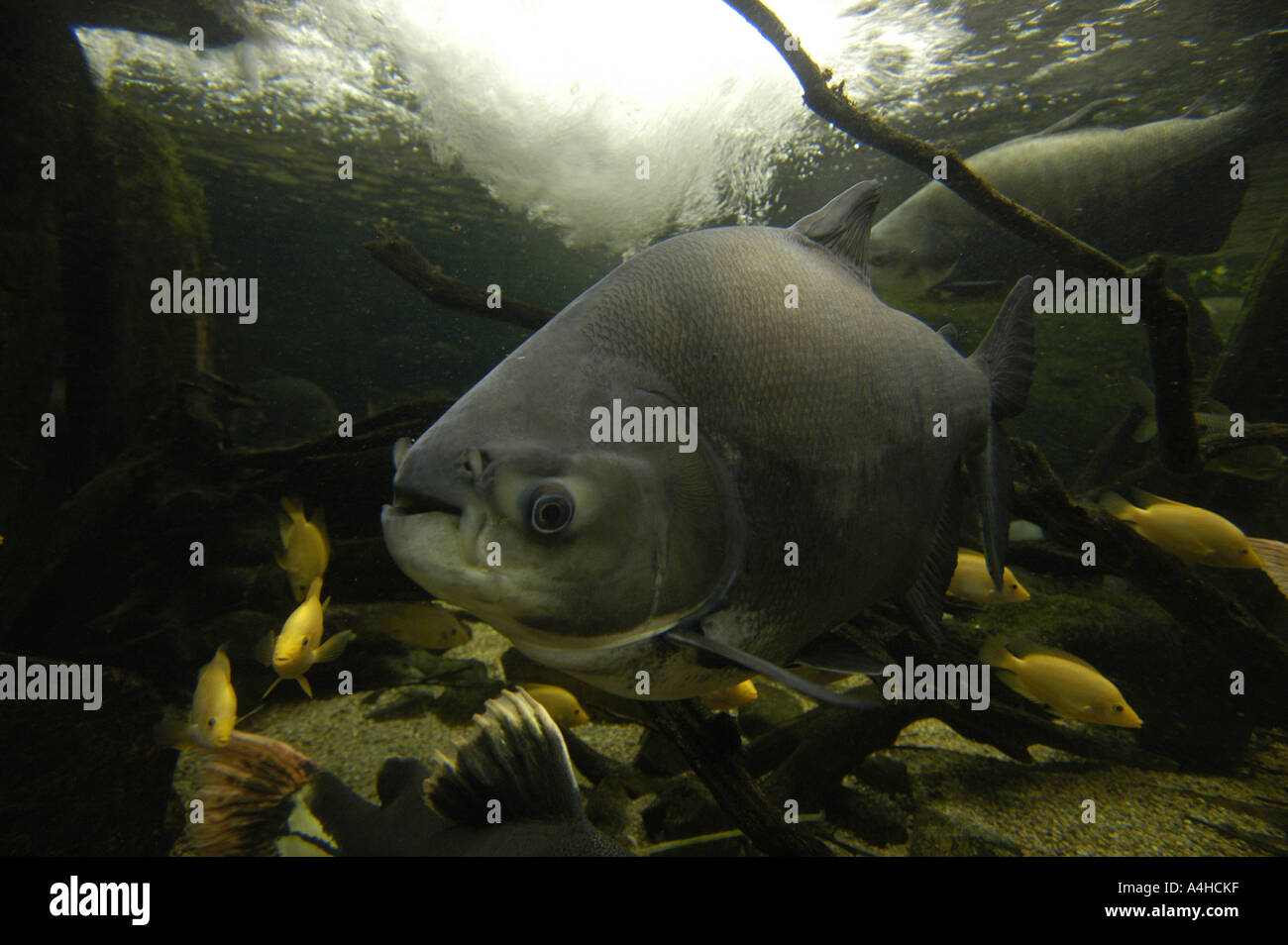 Black Pacu Collossoma macropomum Amazon Brazil underwater fresh water ...
