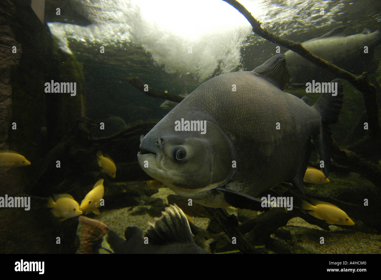 Black Pacu Collossoma macropomum Amazon Brazil underwater fresh water ...