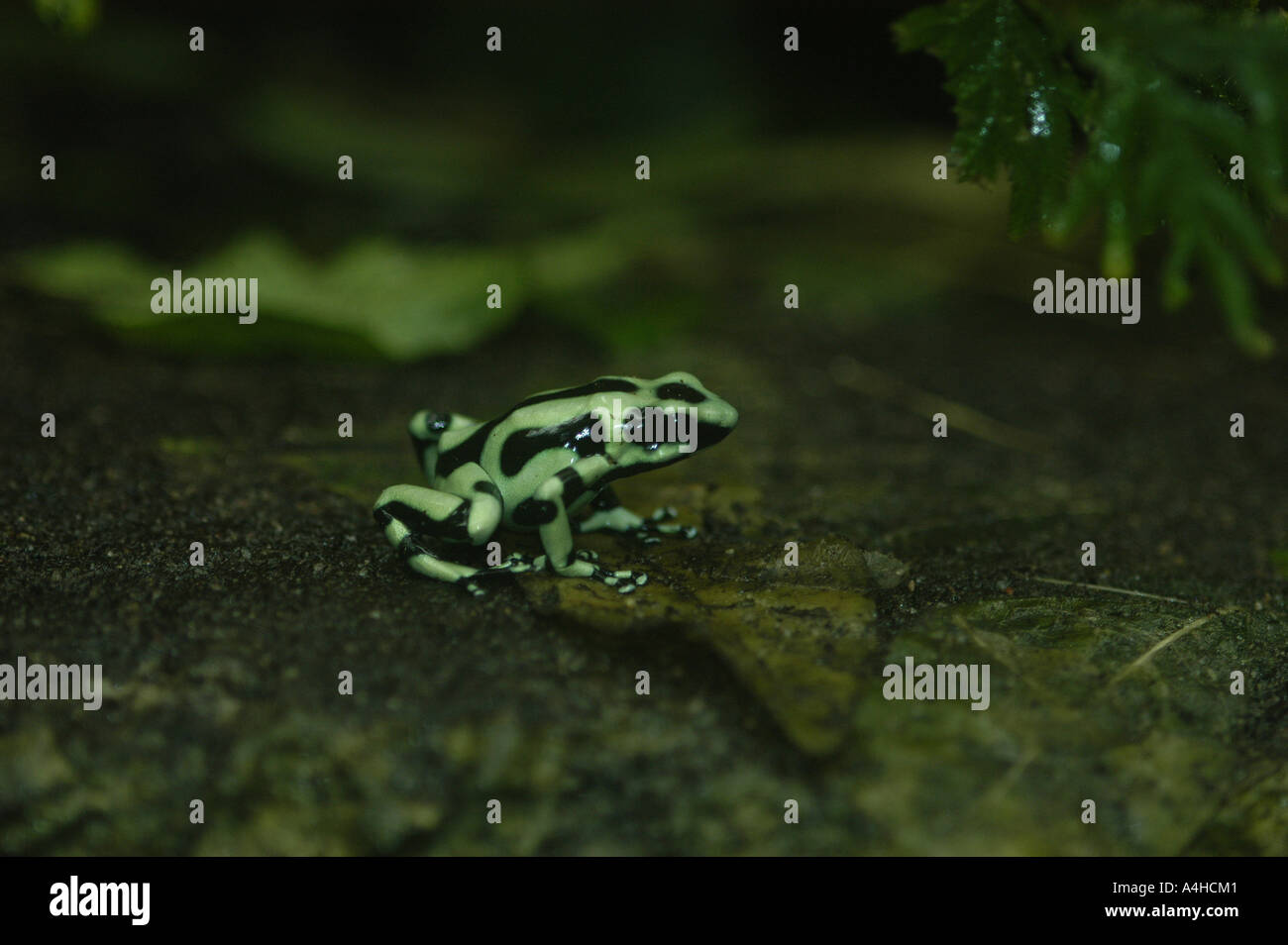 Green Black Poison Dart Arrow Frog Dendrobates auratus underwater fresh ...