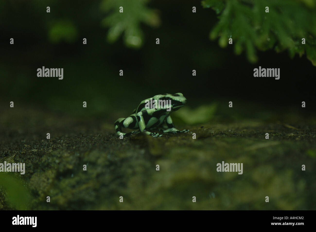 Green Black Poison Dart Arrow Frog Dendrobates auratus underwater fresh ...