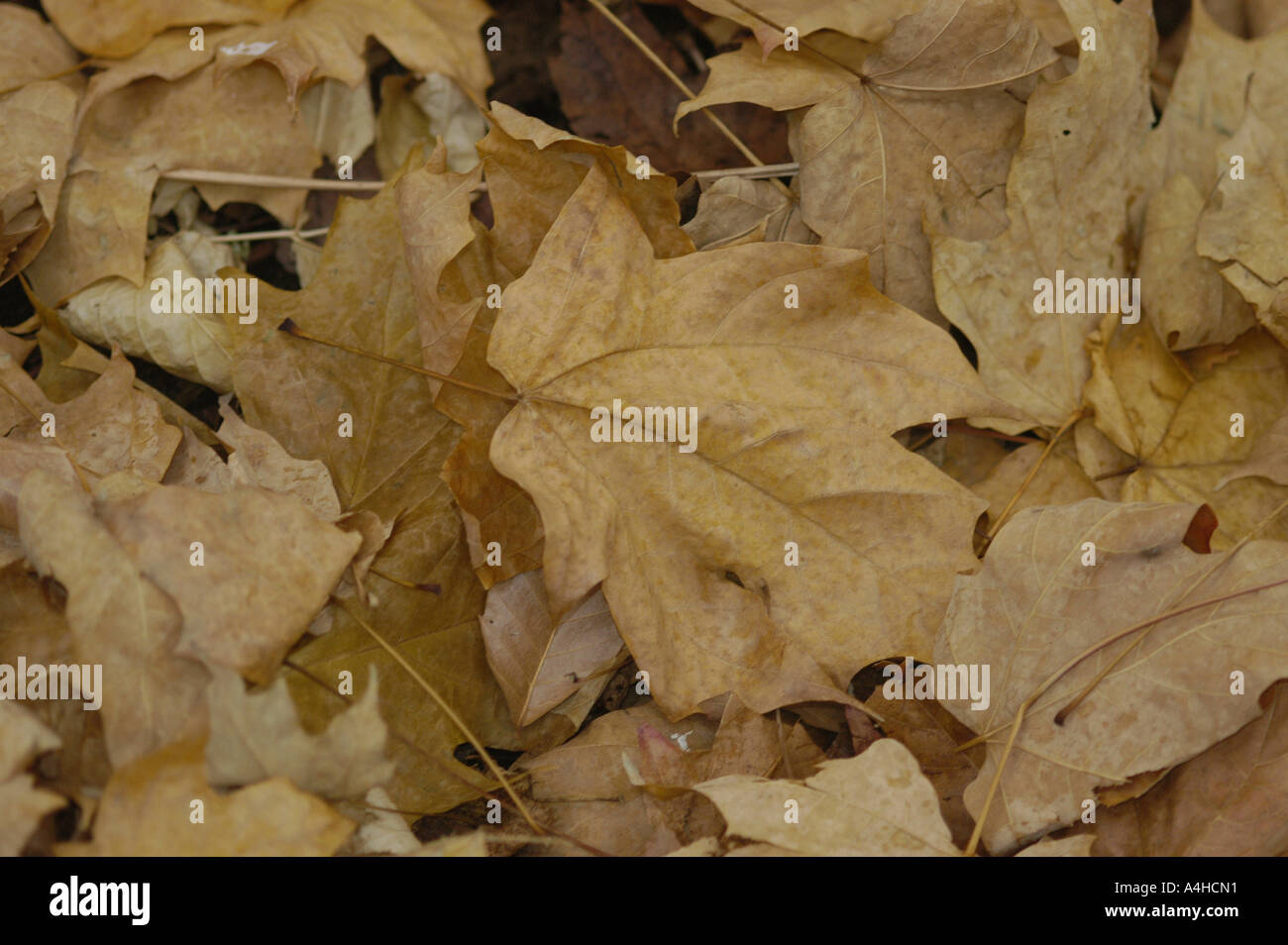 Fall foliage Laurean Forest Montreal Quebec Canada North America leaf ...