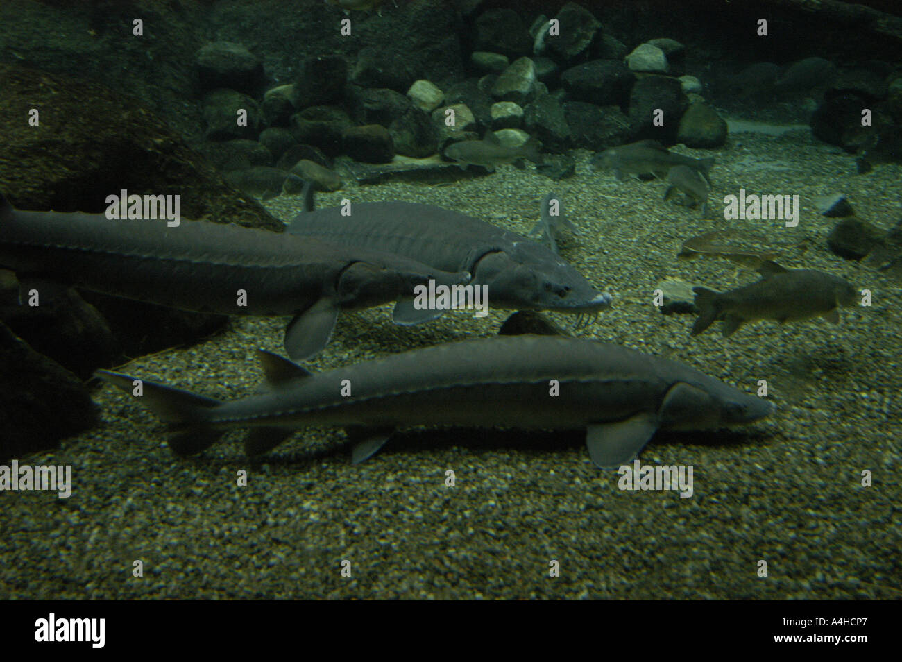 Atlantic sturgeon acipenser oxyrinchos hi-res stock photography and ...