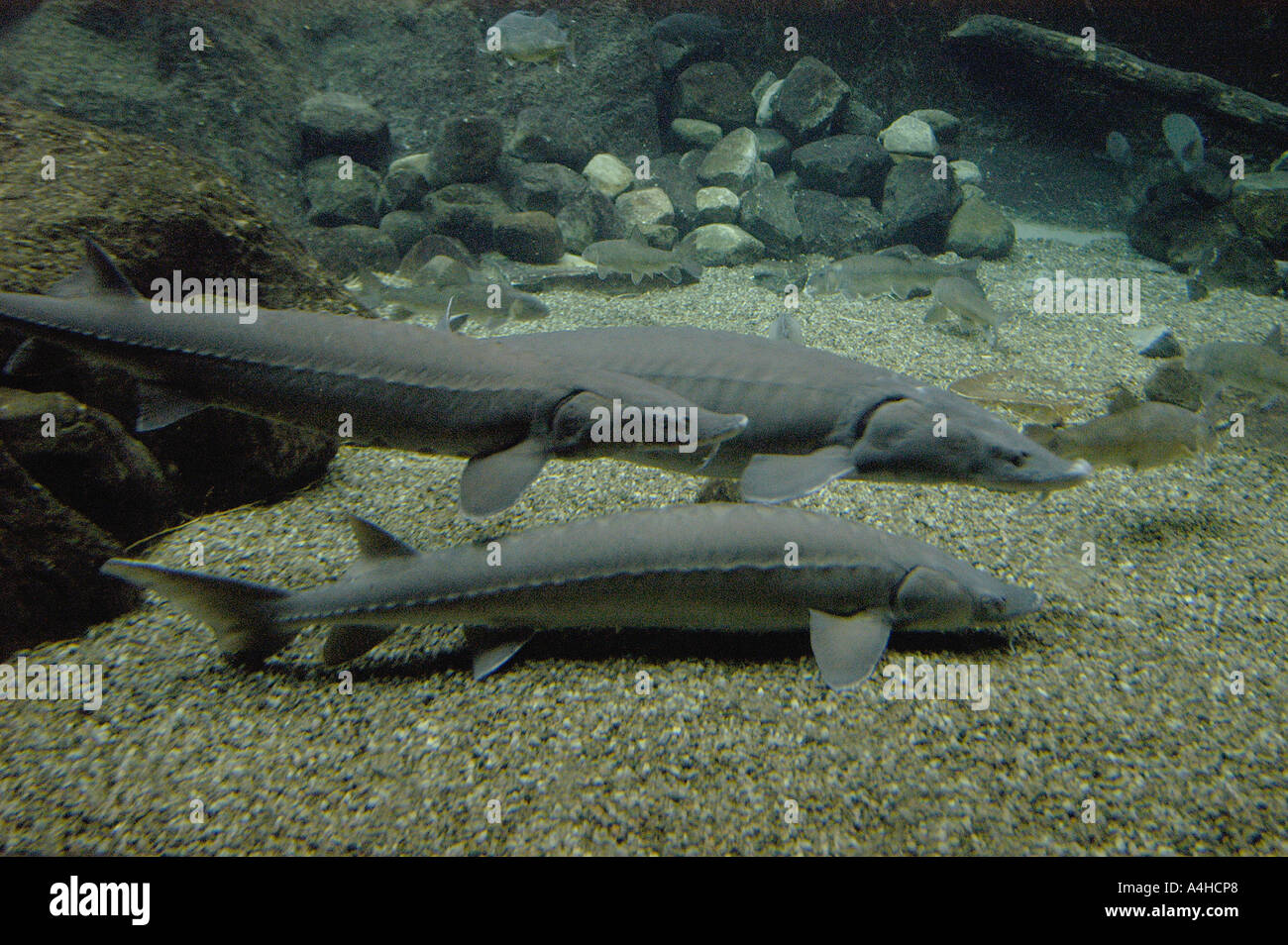Atlantic Sturgeon Acipenser oxyrinchos ocean marine sportfishing sport ...