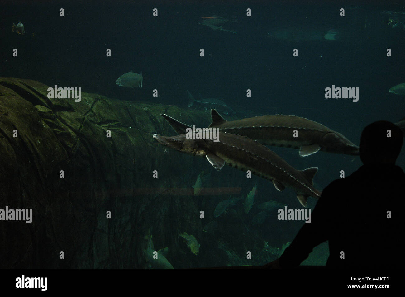 Atlantic Sturgeon Acipenser oxyrinchos ocean marine sportfishing sport ...