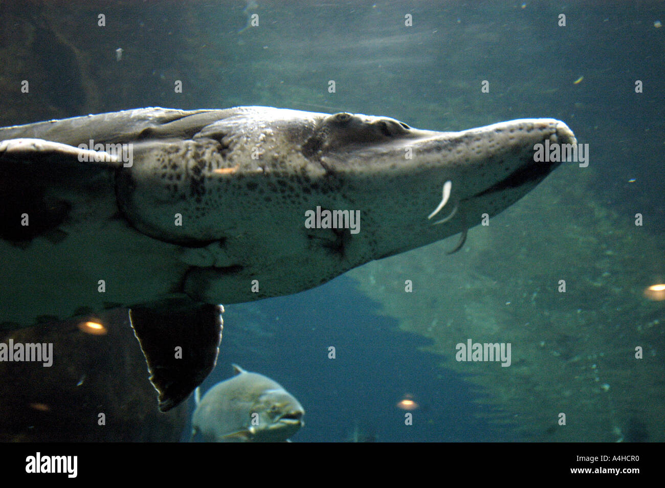 Atlantic Sturgeon Acipenser oxyrinchos ocean marine sportfishing sport ...