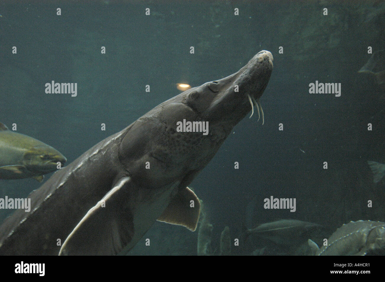 Atlantic Sturgeon Acipenser oxyrinchos ocean marine sportfishing sport ...