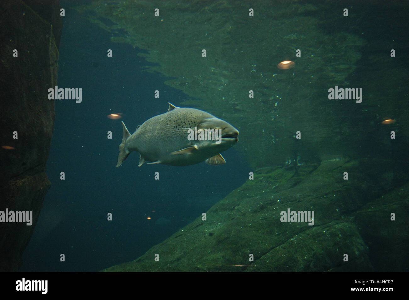 Salmo solar hi-res stock photography and images - Alamy