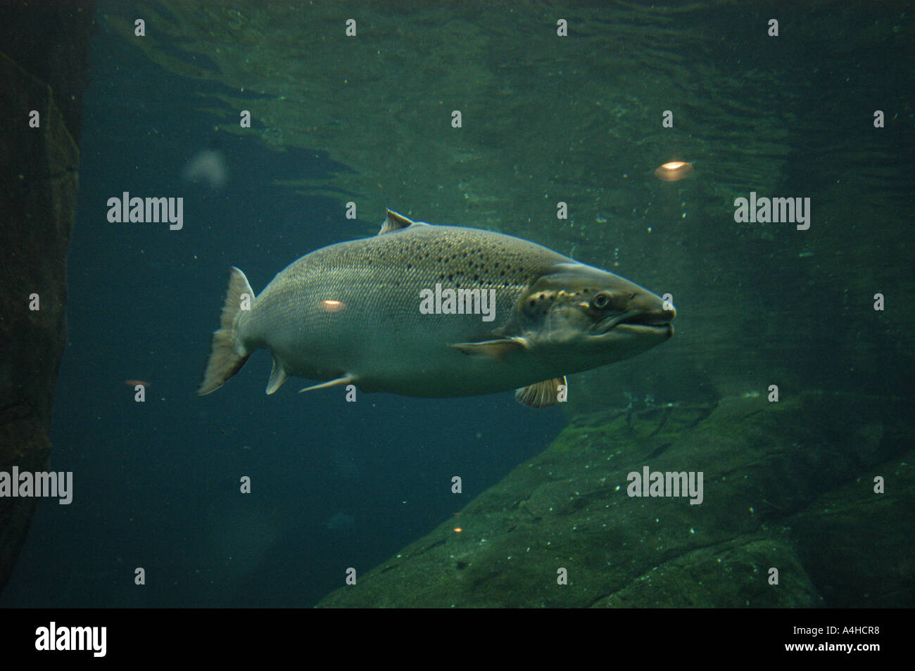 Atlantic Salmon Salmo solar ocean marine underwater fish water ocean ...