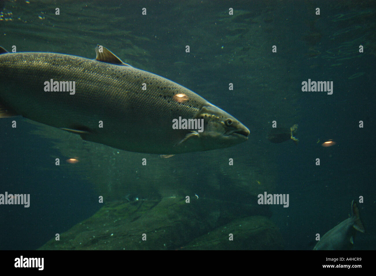 Atlantic Salmon Salmo solar ocean marine underwater fish water ocean ...