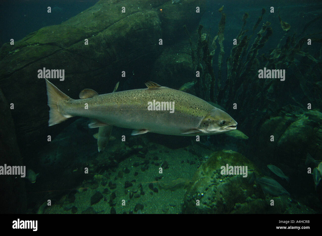 Atlantic Salmon Salmo solar ocean marine underwater fish water ocean ...