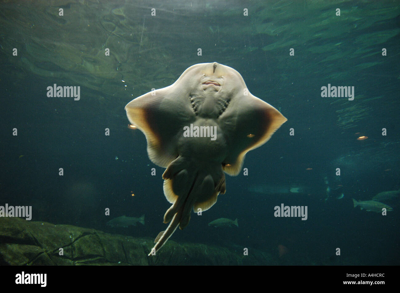 Skate ocean marine underwater fish water ocean sea animal Saint ...