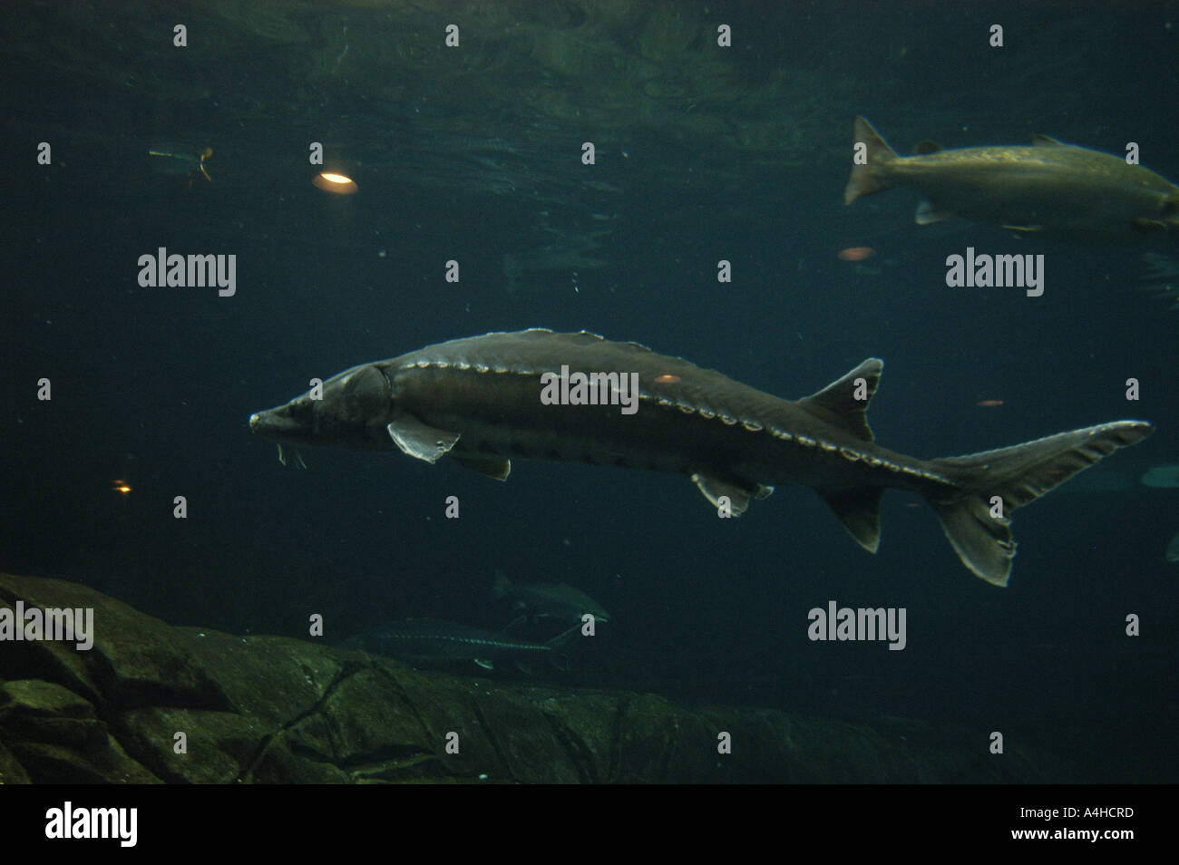 Atlantic Sturgeon Acipenser oxyrinchos ocean marine sportfishing sport ...