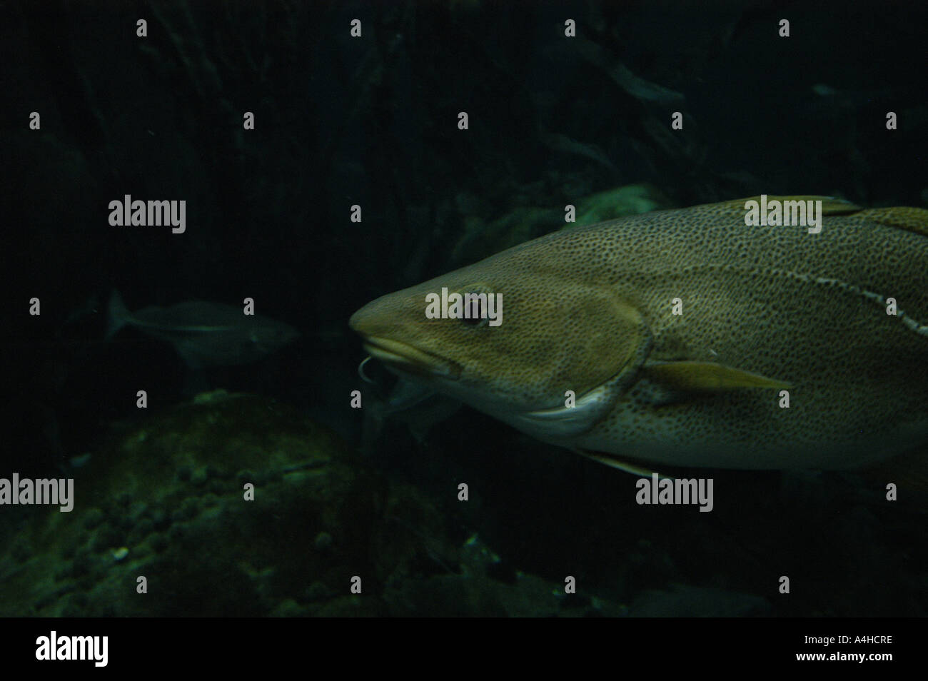 Atlantic cod Gadus morhua ocean marine underwater fish water ocean sea ...