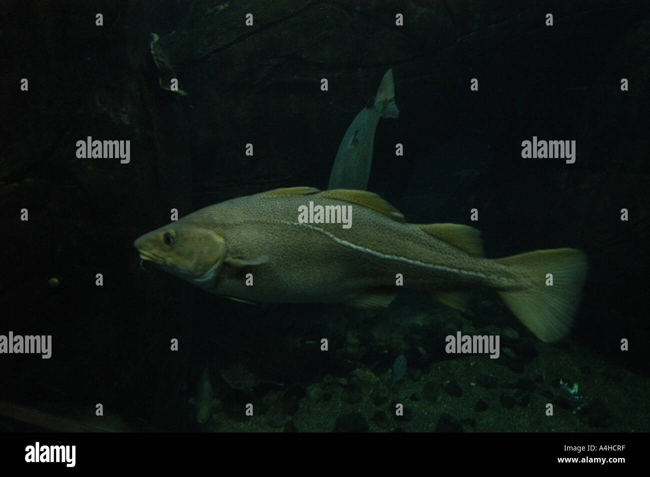 Atlantic cod Gadus morhua ocean marine underwater fish water ocean sea ...