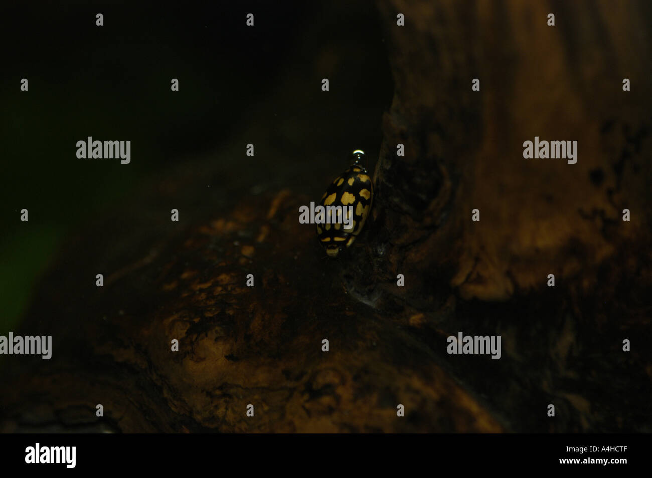 vMarble sunburst Diving Beetle Thermonectus marmoratus dives using an ...