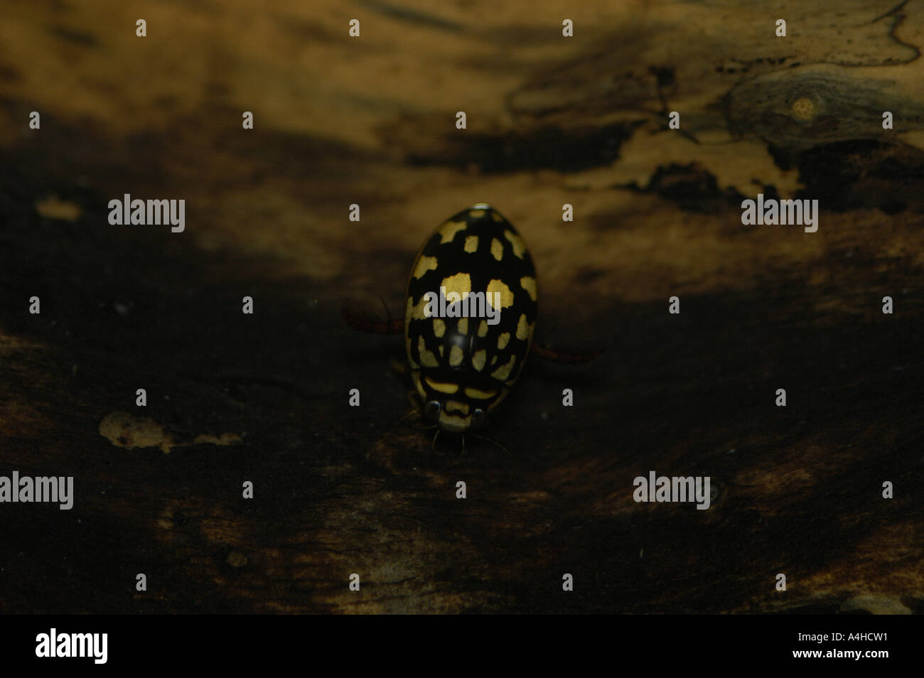 Marble sunburst Diving Beetle Thermonectus marmoratus dives using an ...