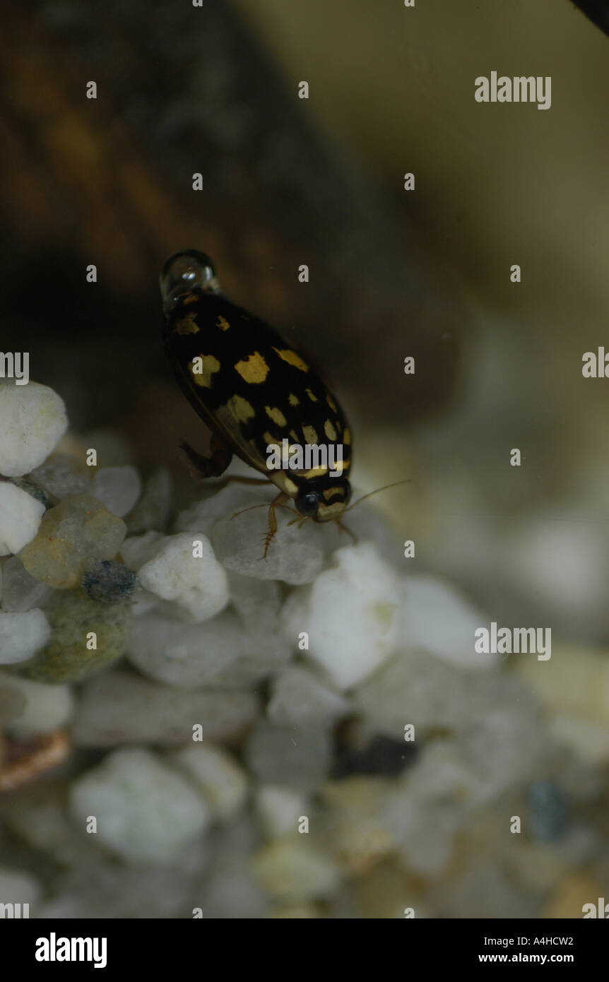 Marble sunburst Diving Beetle Thermonectus marmoratus dives using an ...