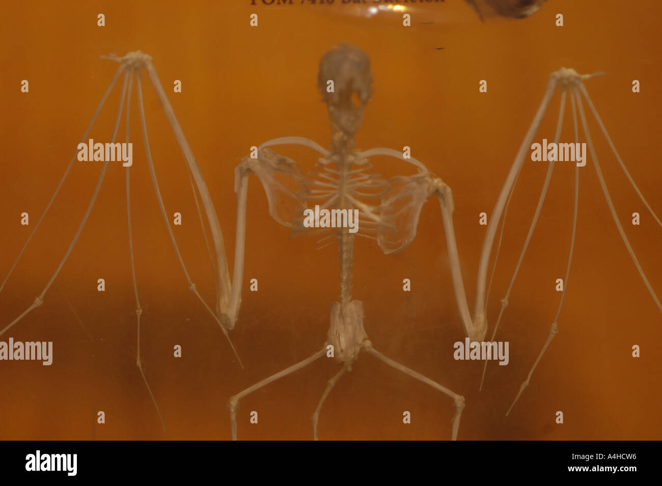Vampire Bat Skeleton