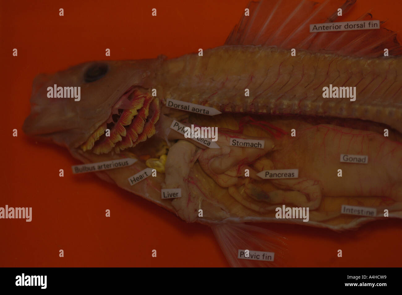 Dissected Fish High Resolution Stock Photography and Images - Alamy