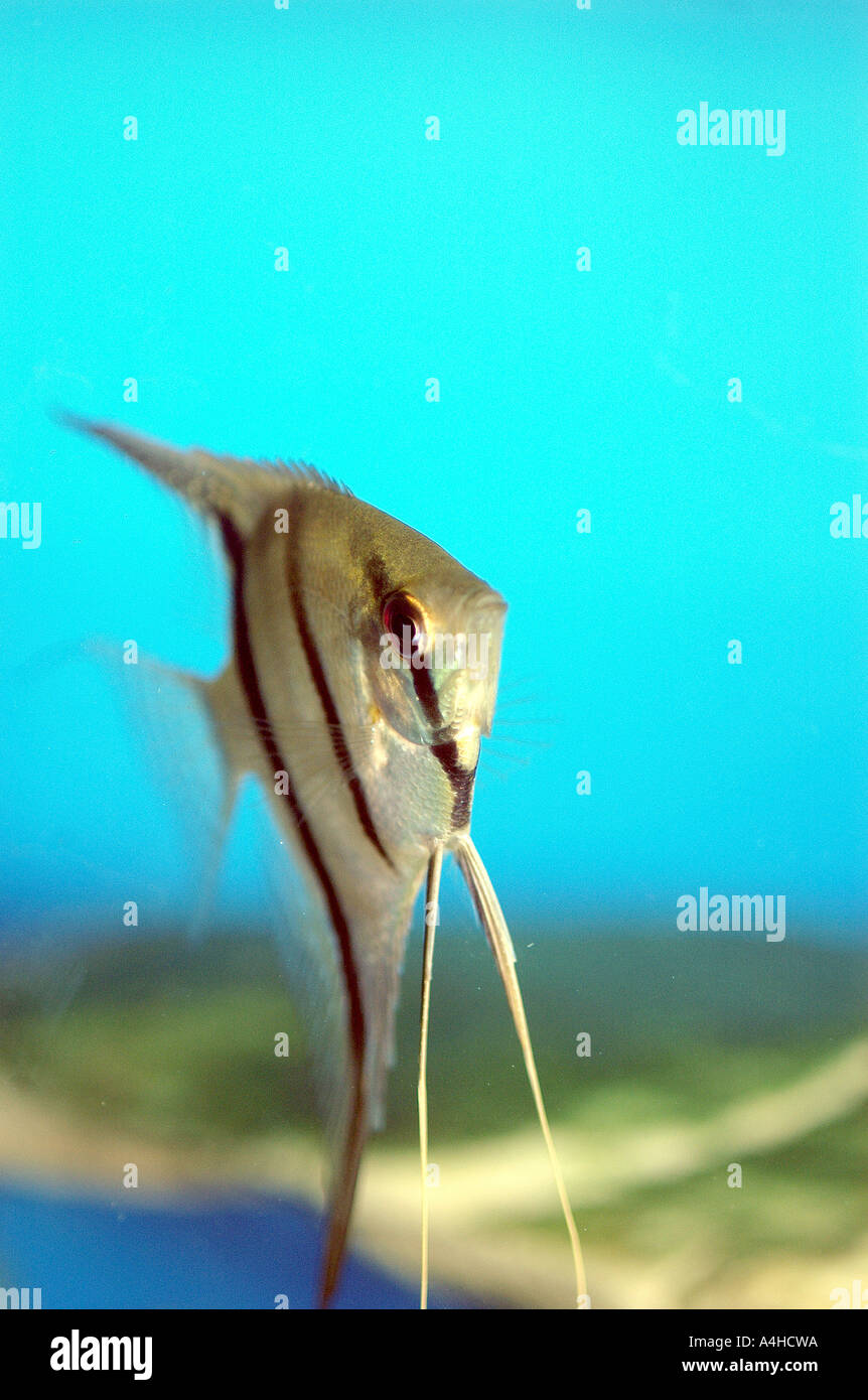 Angelfish Pterophylum scalare fish freshwater aquarium angel fish ...