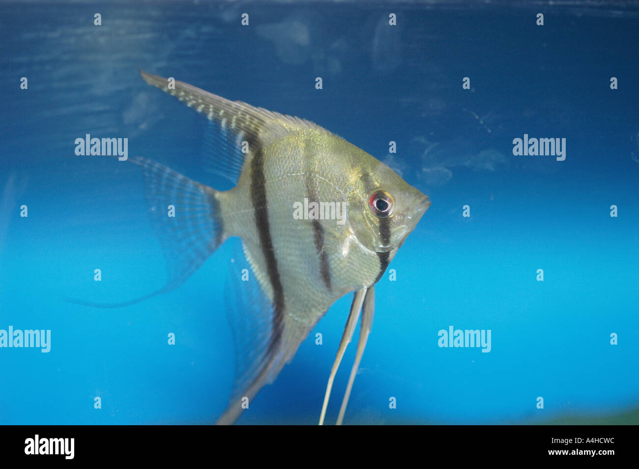 Angelfish Pterophylum scalare fish freshwater aquarium angel fish ...