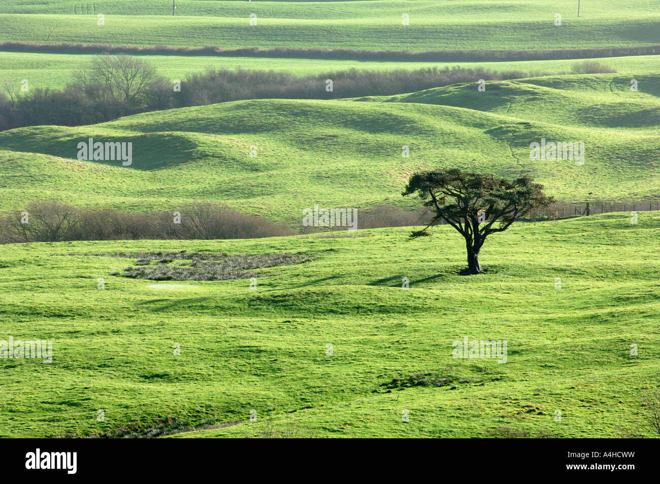 Singular Tree High Resolution Stock Photography and Images - Alamy