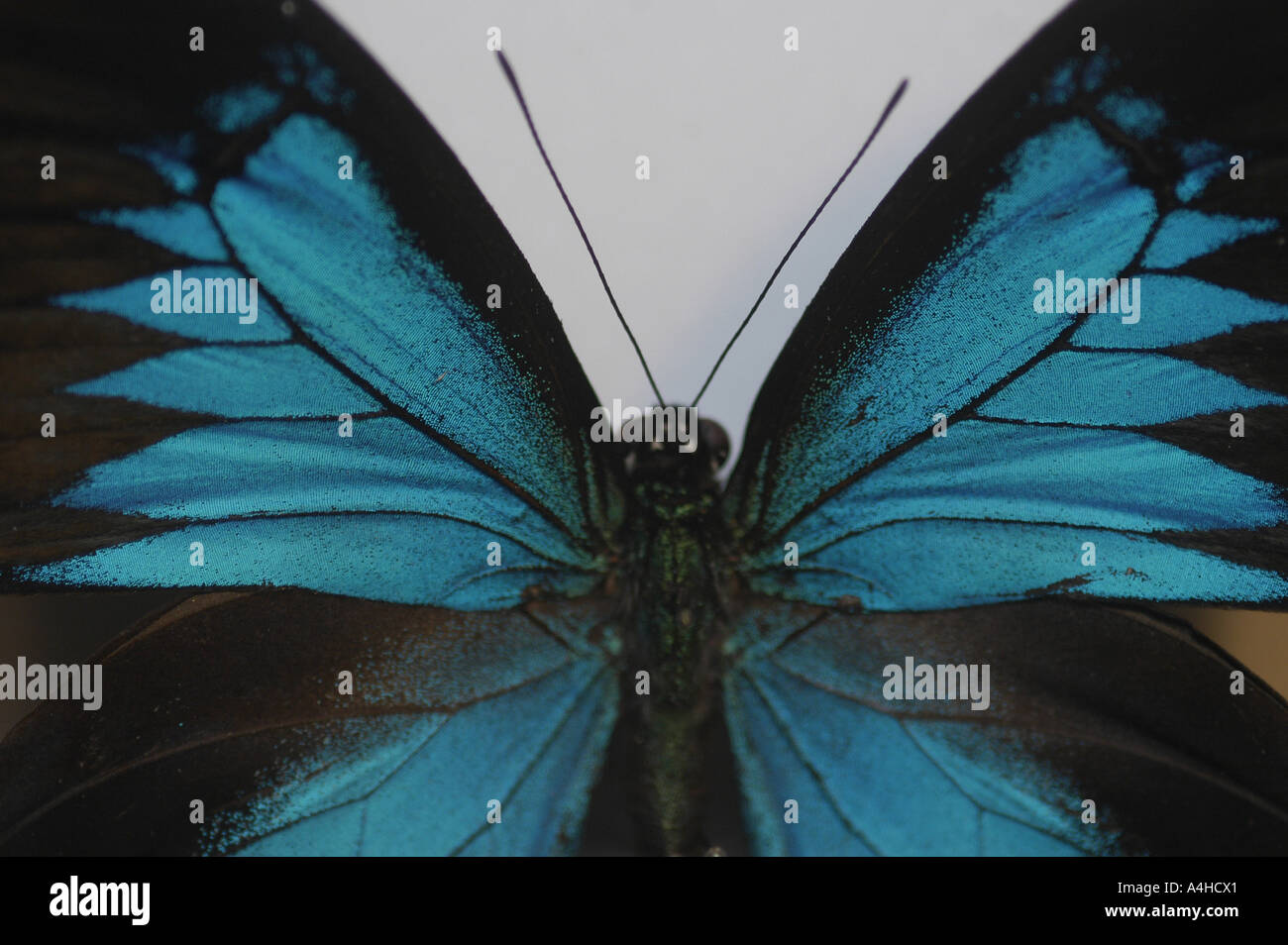 Blue Morpho butterfly Peru South America Keywords Blue Morpho butterfly ...