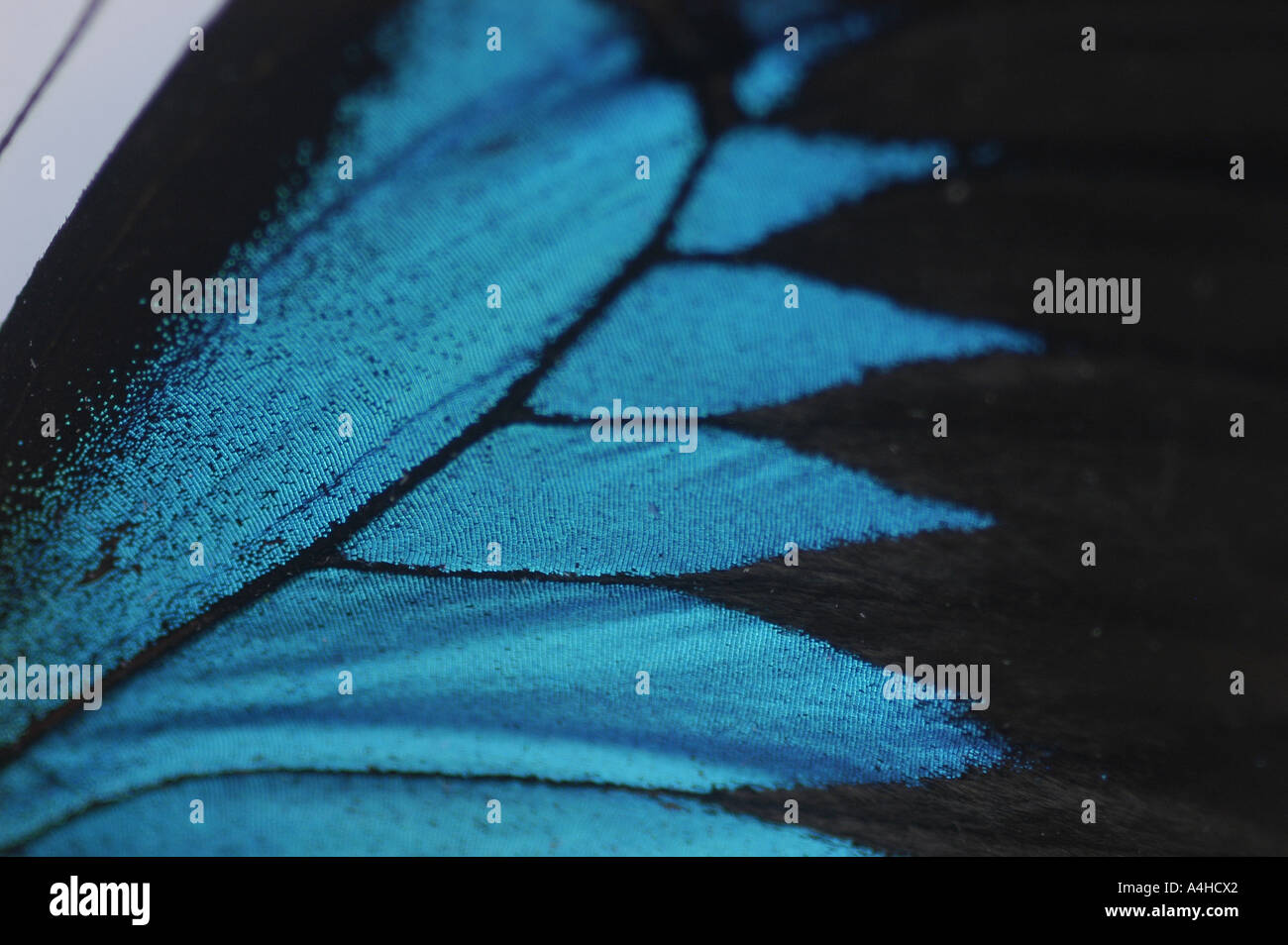 Blue Morpho butterfly Peru South America Keywords Blue Morpho butterfly ...