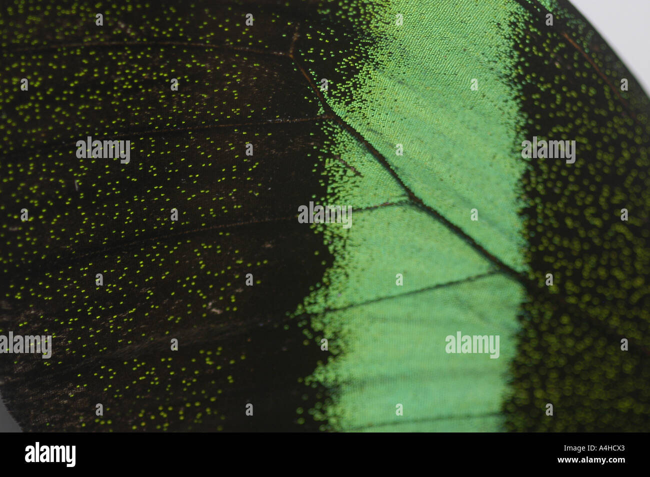 Butterfly Peru South America wings body green leay dew drop insect ...