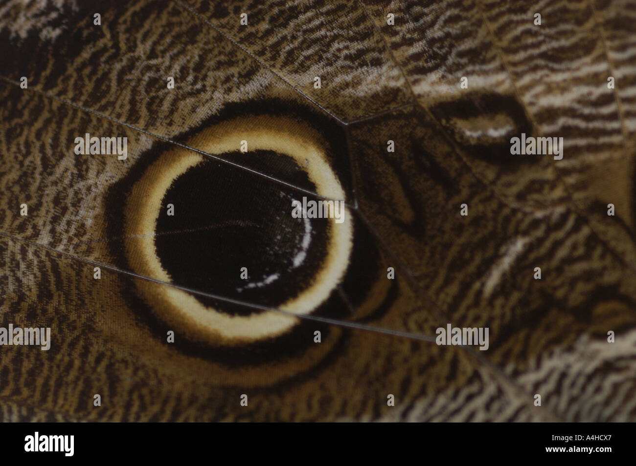 Butterfly Peru South America wings body green leay dew drop insect ...