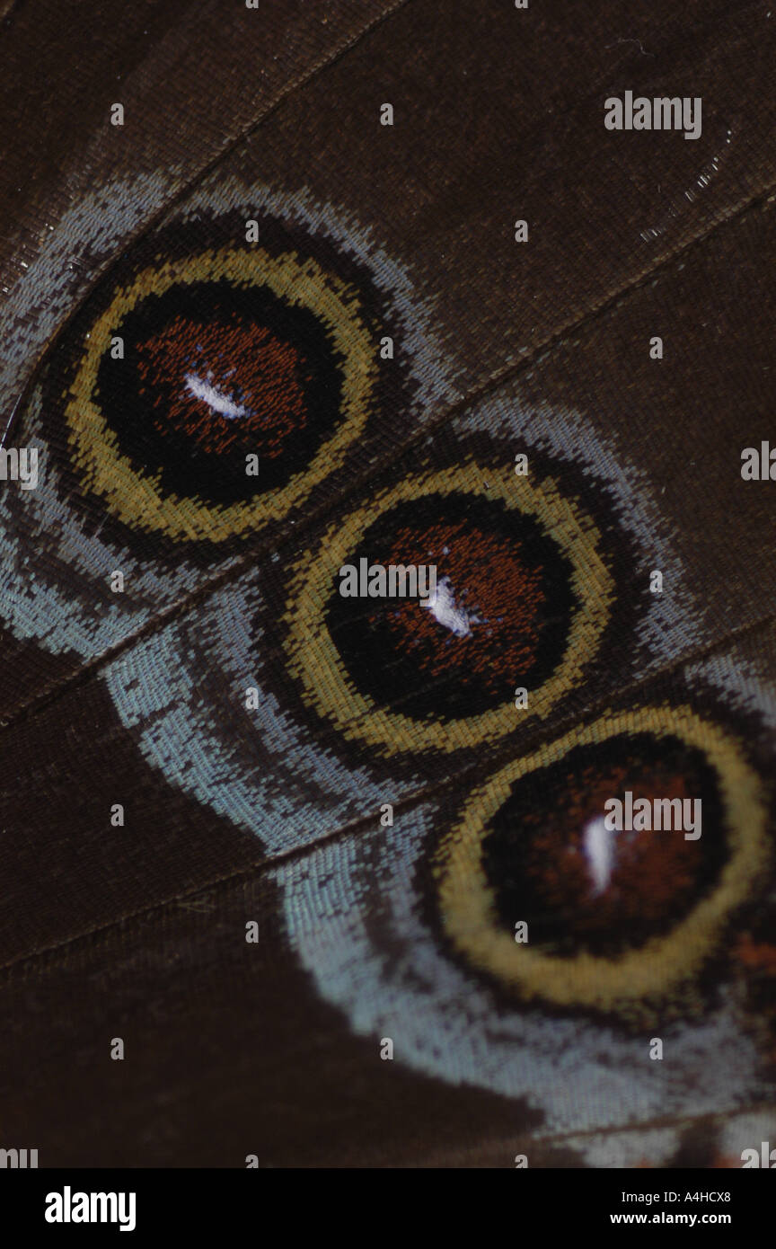 Butterfly Peru South America wings body green leay dew drop insect ...