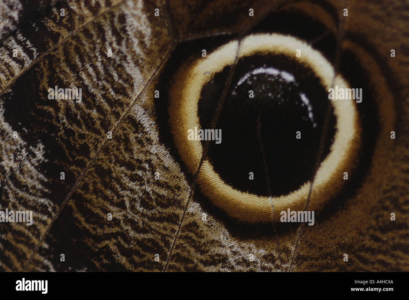 Butterfly Peru South America wings body green leay dew drop insect ...