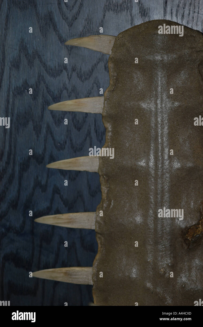 Sawfish pristis pristis marine underwater sea fish ocean dead sample ...