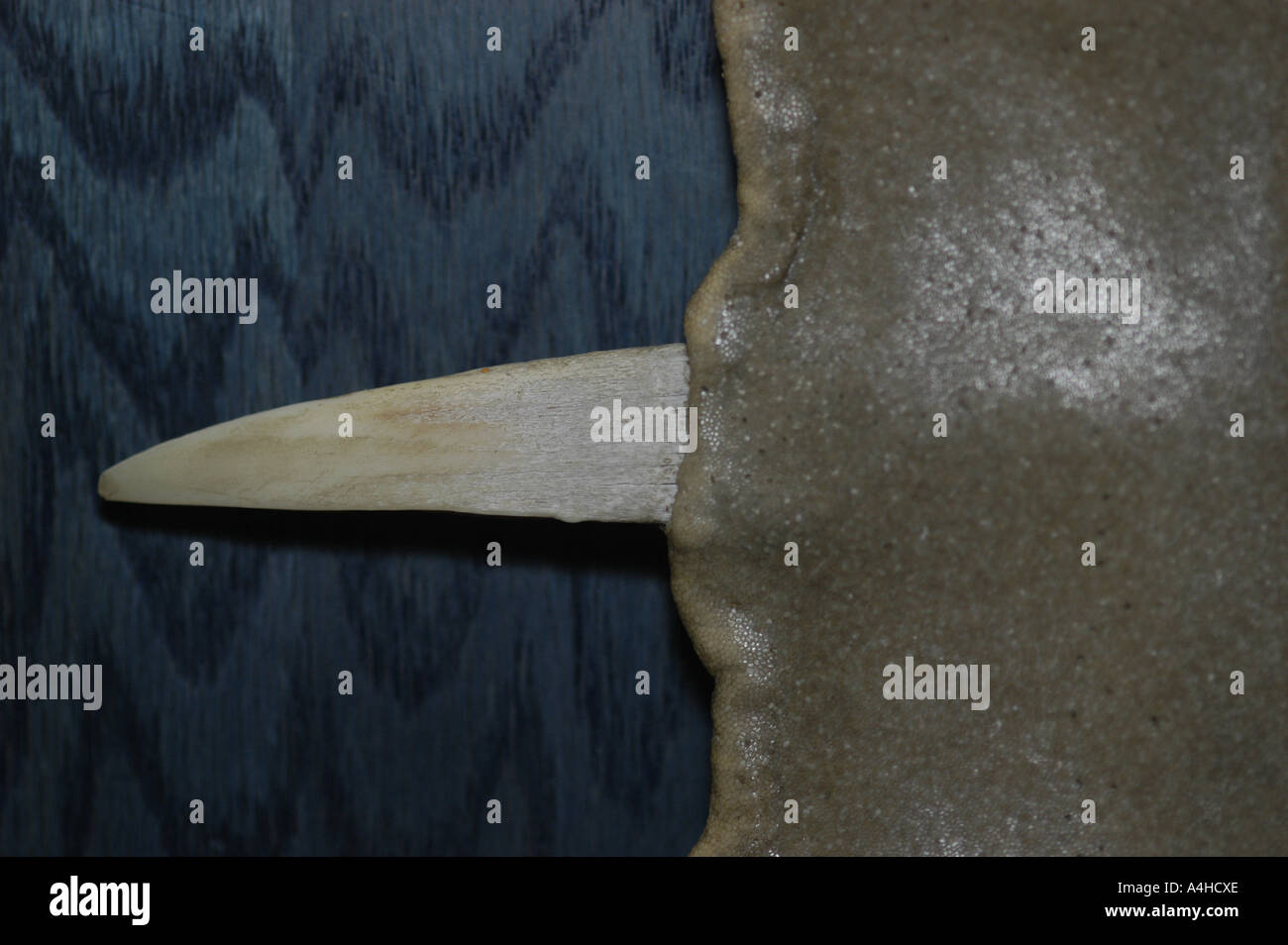 Sawfish pristis pristis marine underwater sea fish ocean dead sample ...