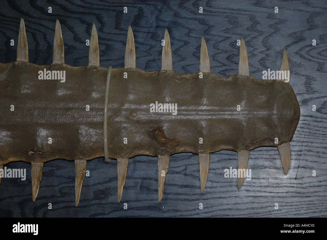 Sawfish pristis pristis marine underwater sea fish ocean dead sample ...