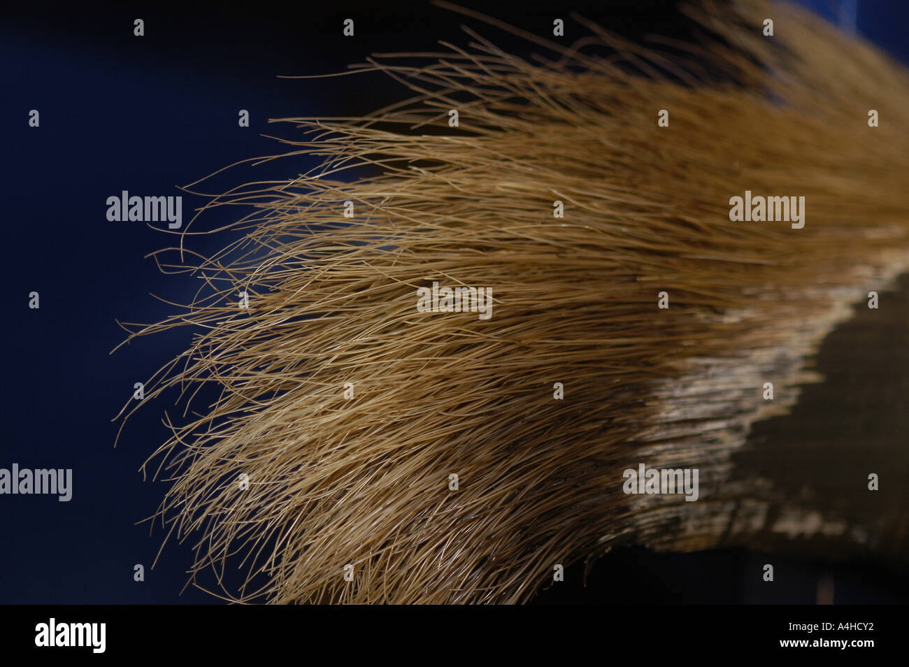 Baleen whale teeth hi-res stock photography and images - Alamy