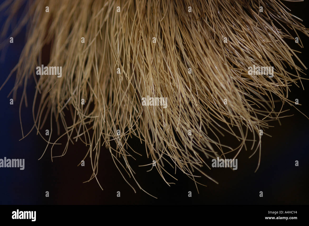 Baleen whale teeth hi-res stock photography and images - Alamy