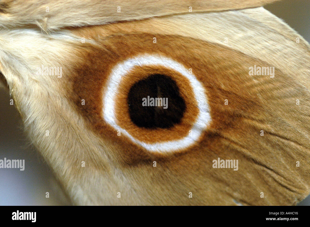 Butterfly Peru South America wings body green leay dew drop insect ...