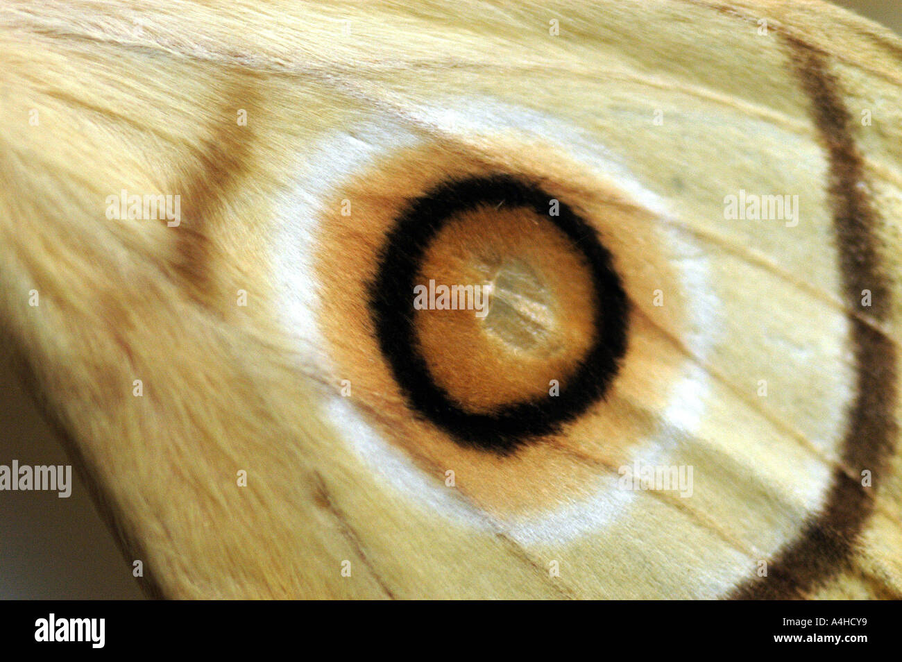 Butterfly Wing circle pattern scale feather insect fly Stock Photo - Alamy