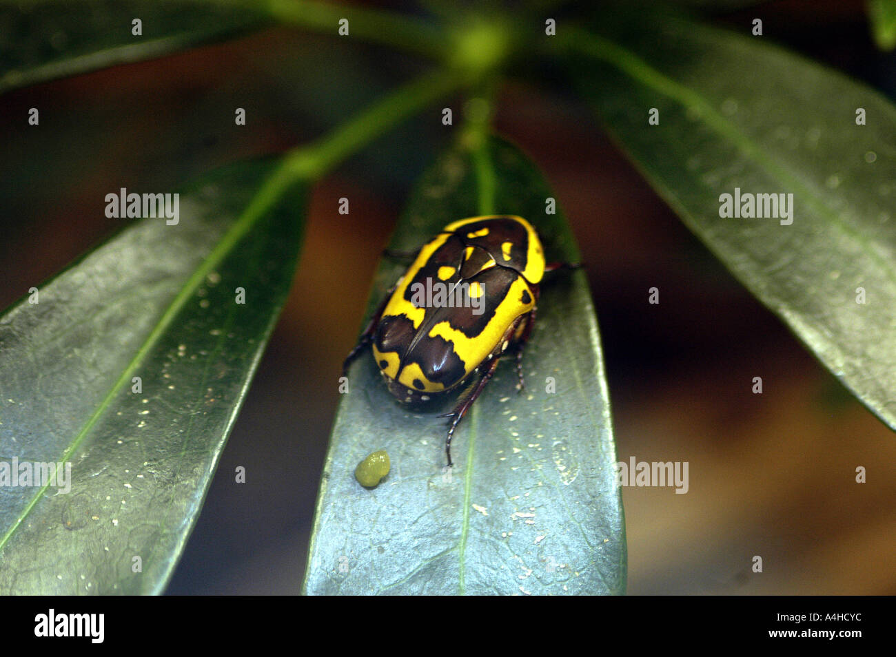 Flower Beetle Pachnoda flavicentris South America colorful insect ...