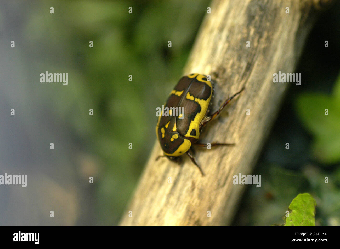 Flower Beetle Pachnoda flavicentris South America colorful insect ...