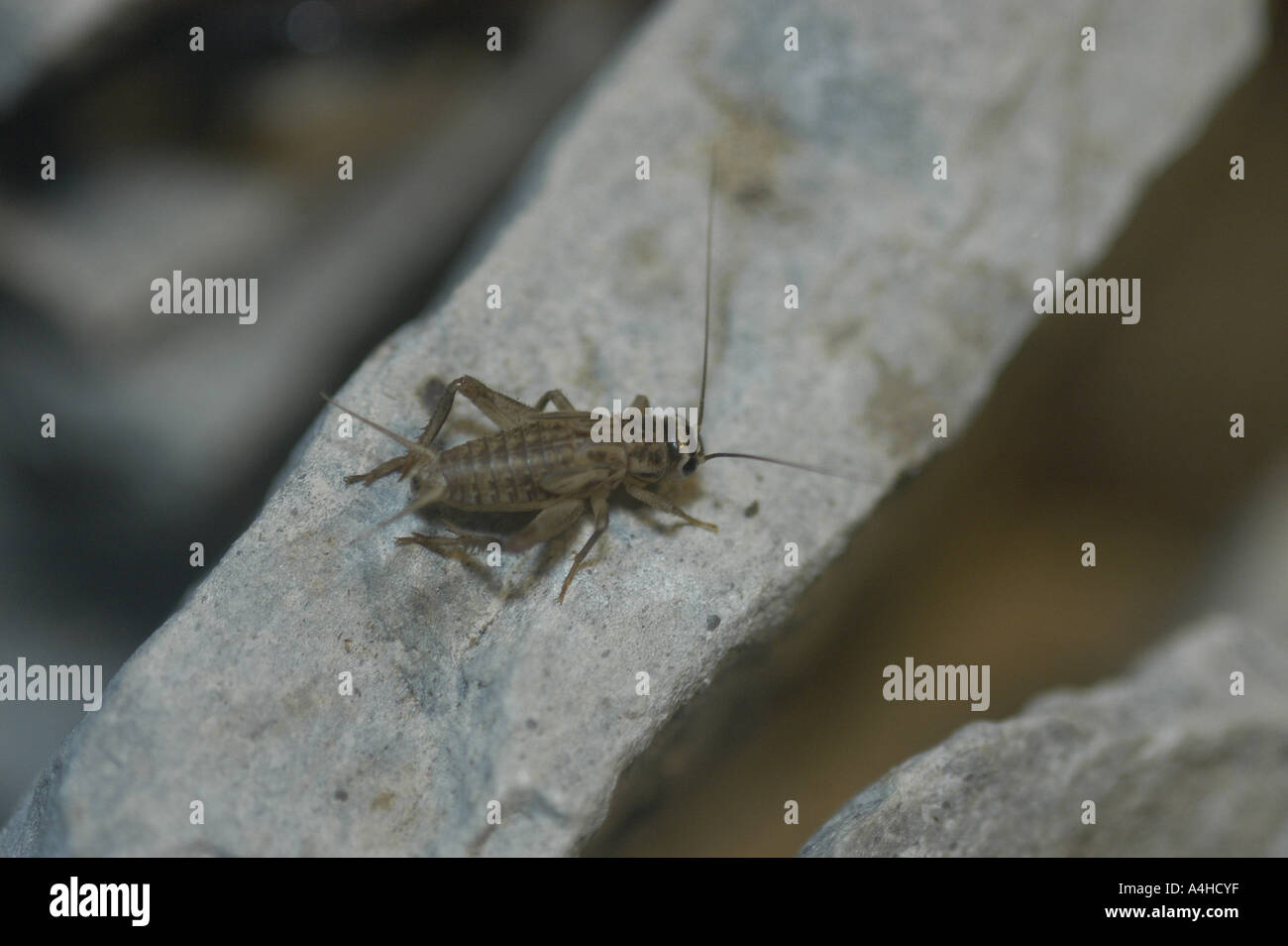 Cricket animal insect crickets home house animals noise forest farm ...