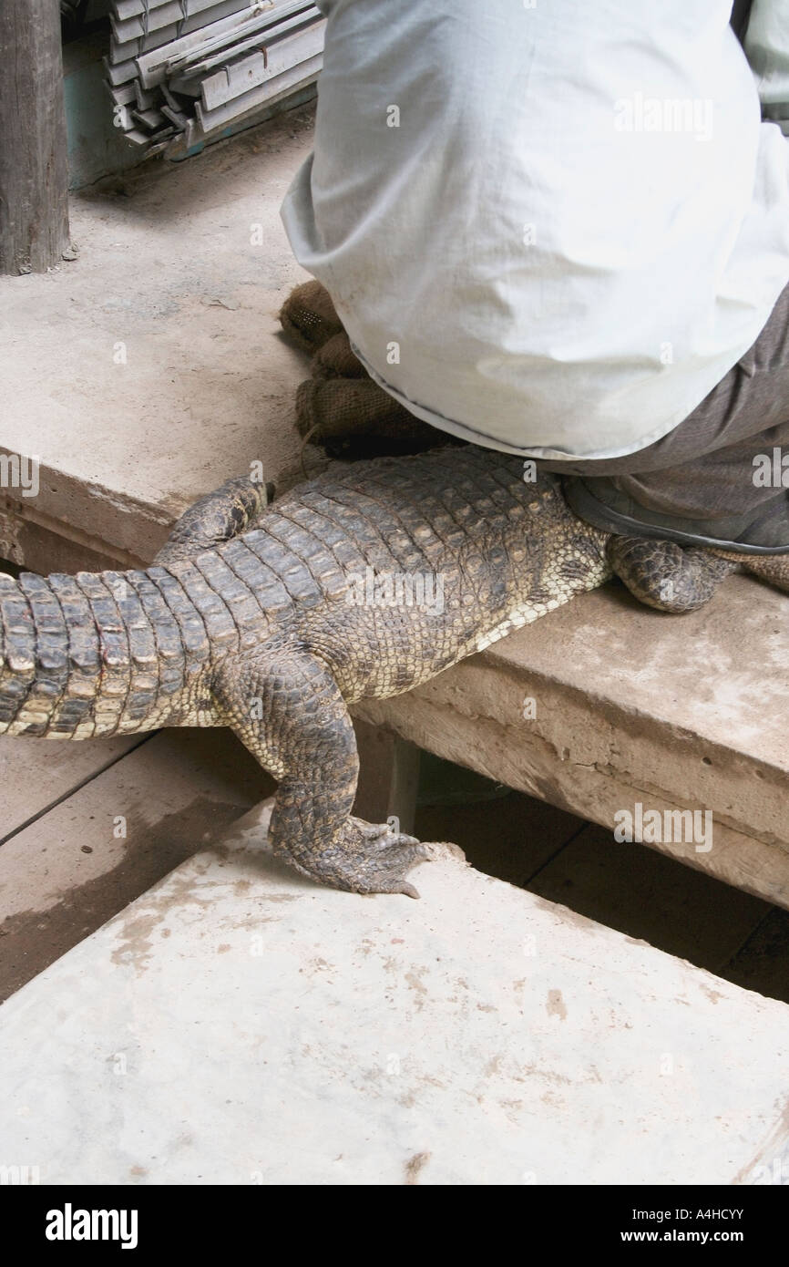 man sitting on crocodile Stock Photo - Alamy