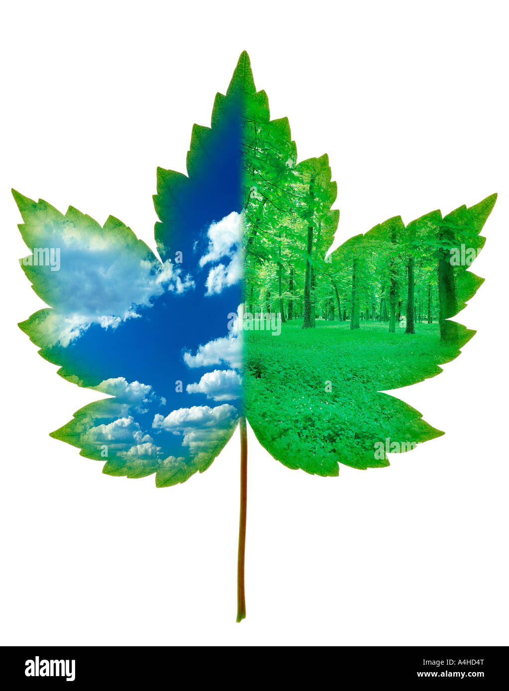 A green maple leaf with scenes of a clear blue sky and a green forest ...