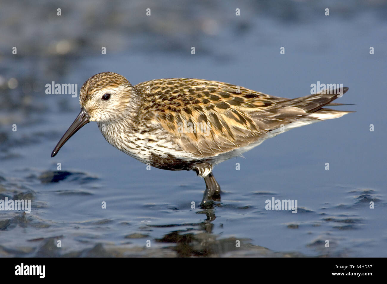 Dunlin bird feeding hi-res stock photography and images - Alamy