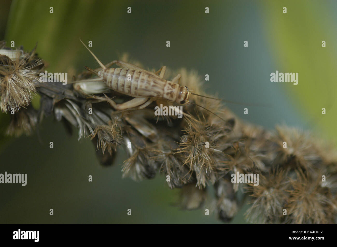 Cricket animal insect crickets home house animals noise forest farm ...