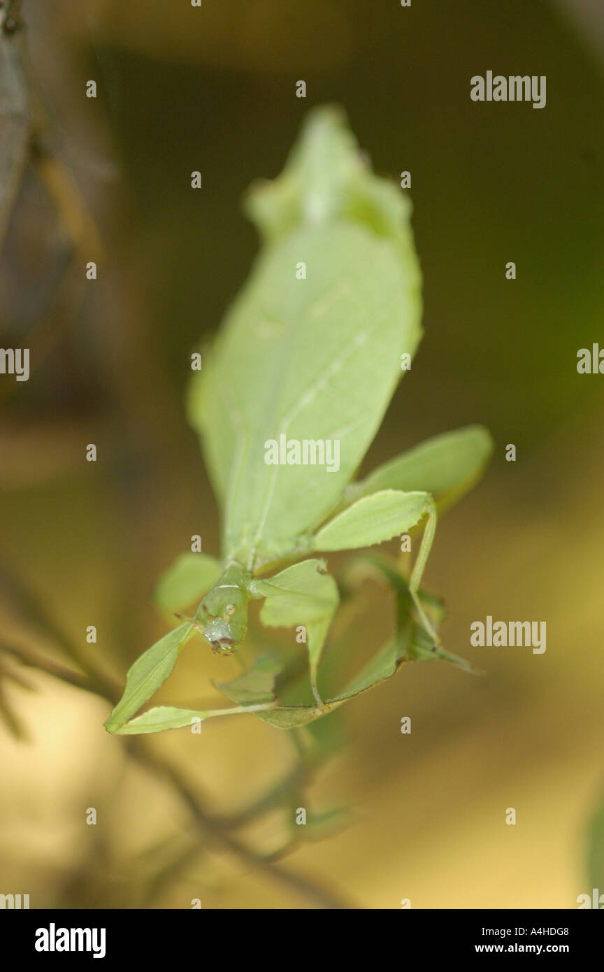 Leaf Insect Phastomatodea phyllium Philippines Asia camouflage mimetism ...