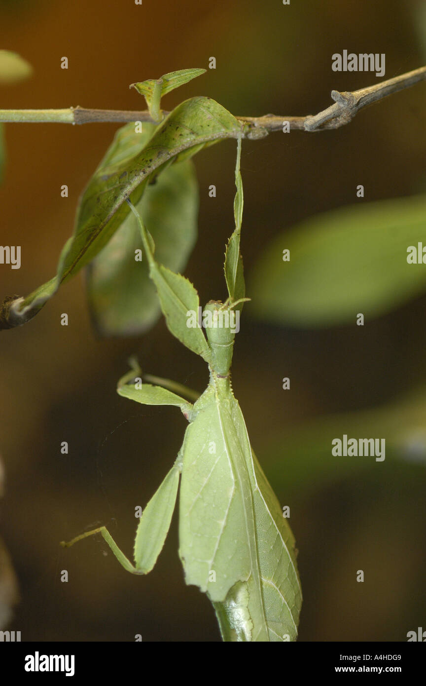 Phastomatodea hi-res stock photography and images - Alamy